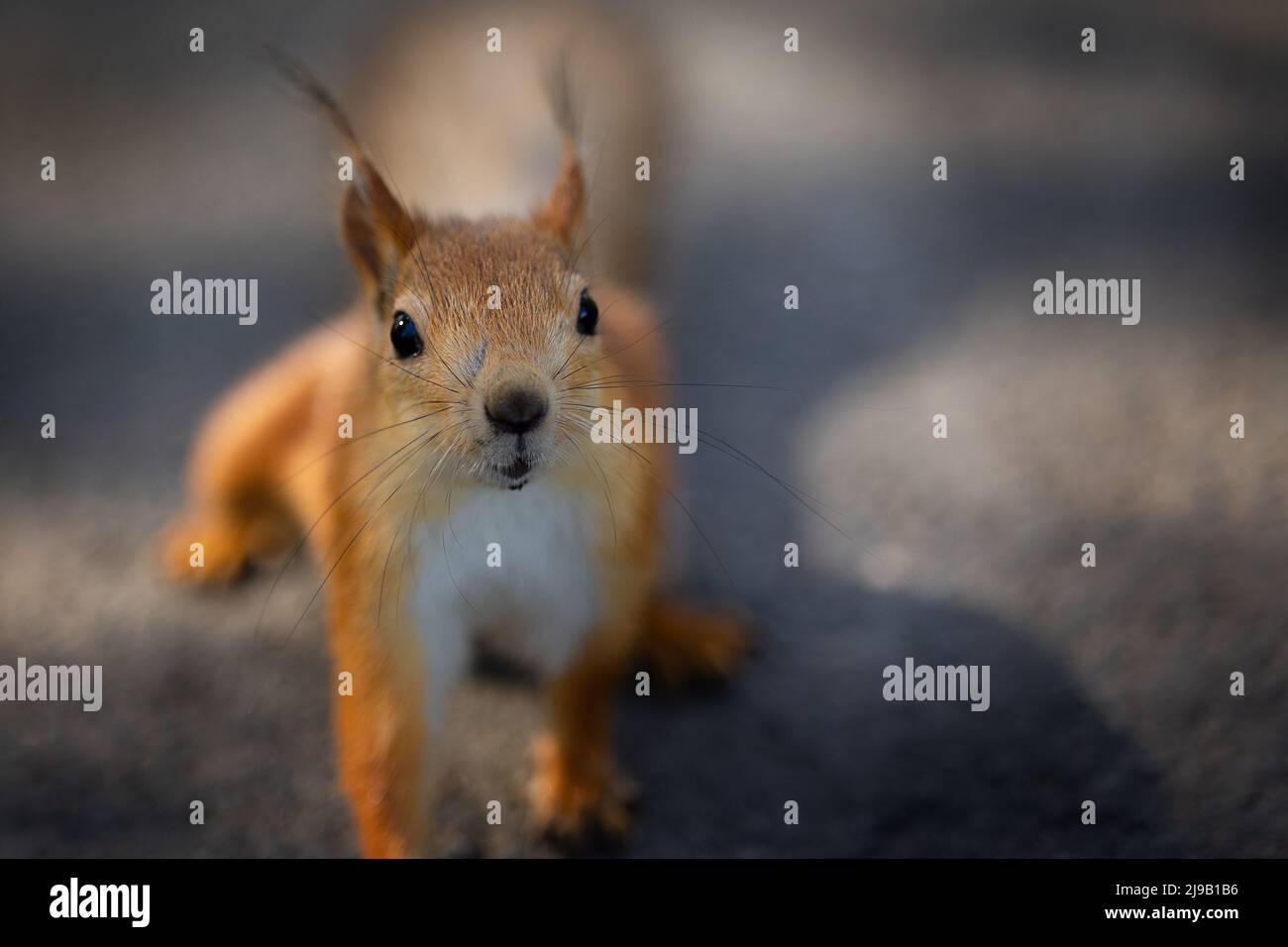 Funny squirrel looking camera hi-res stock photography and images - Alamy