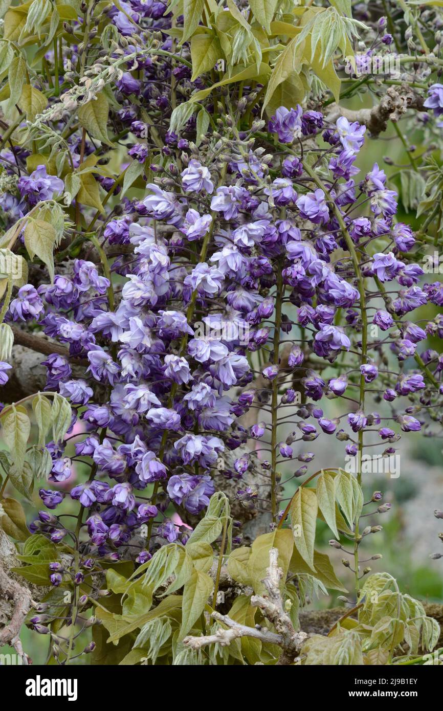 Wisteria floribunda Yae-kokuryu Japanese Wisteria scented purple blue ...