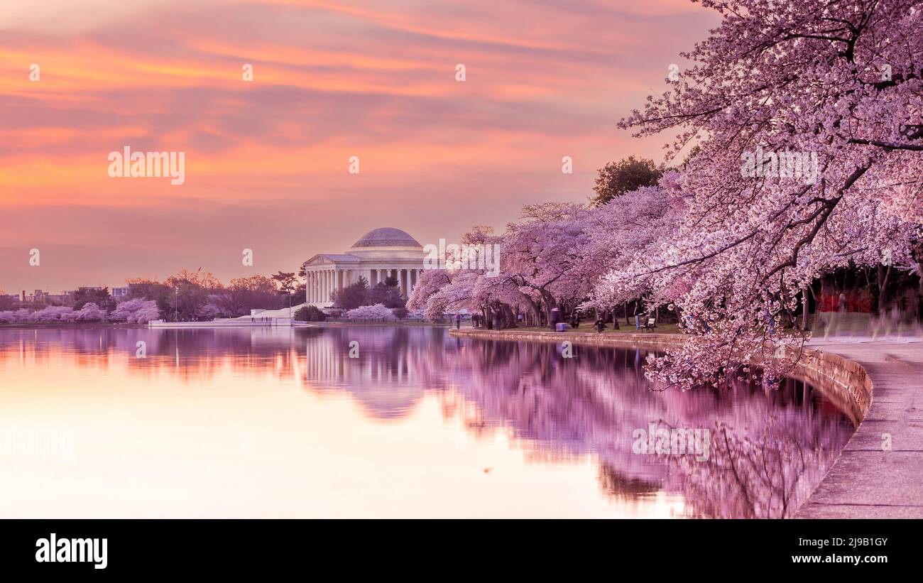 The Jefferson Memorial during the Cherry Blossom Festival. Washington, D.C. in USA Stock Photo ...