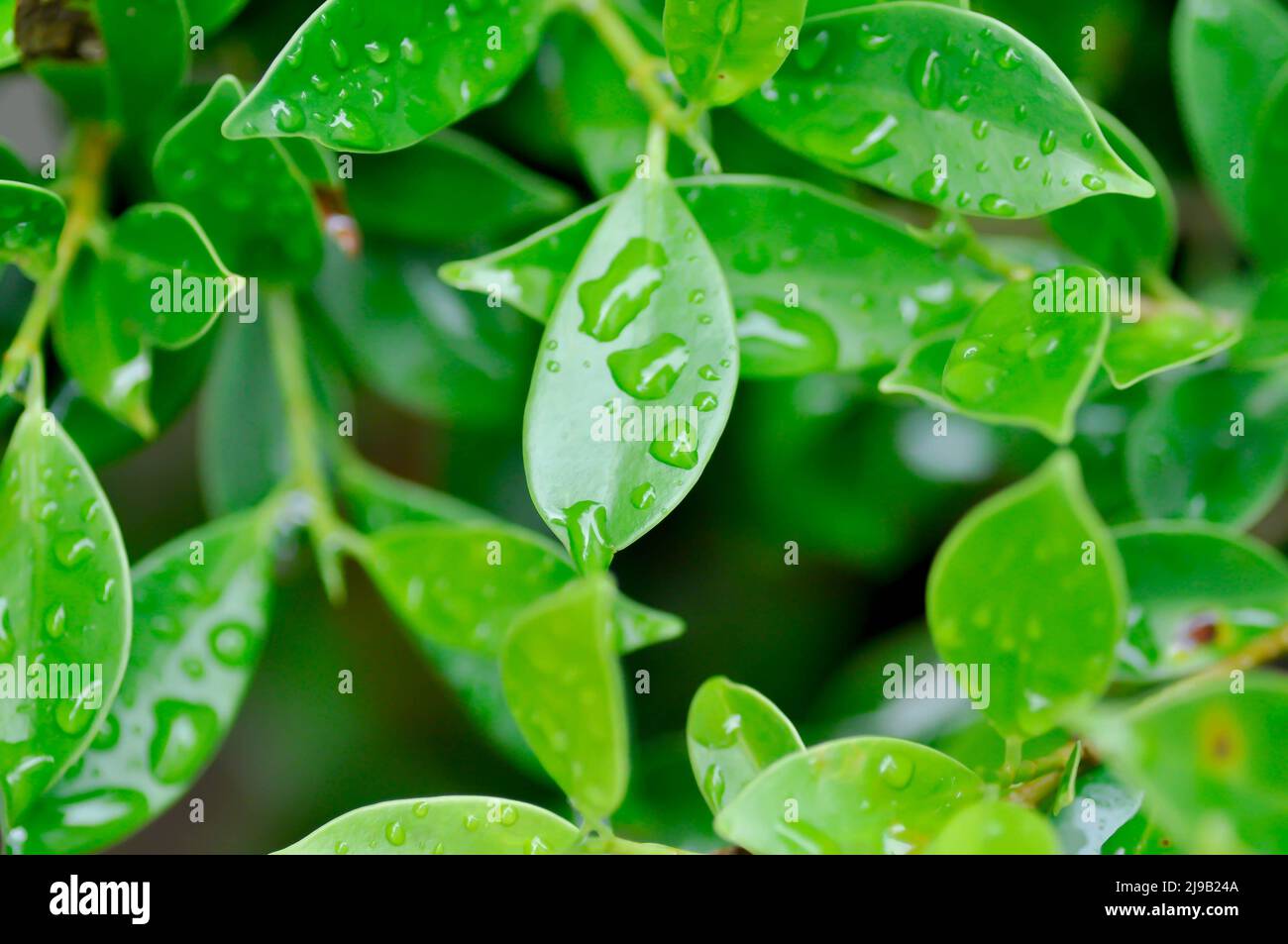 banyan tree or Ficus annulata or ficus bengalensis , MORACEAE tree and ...