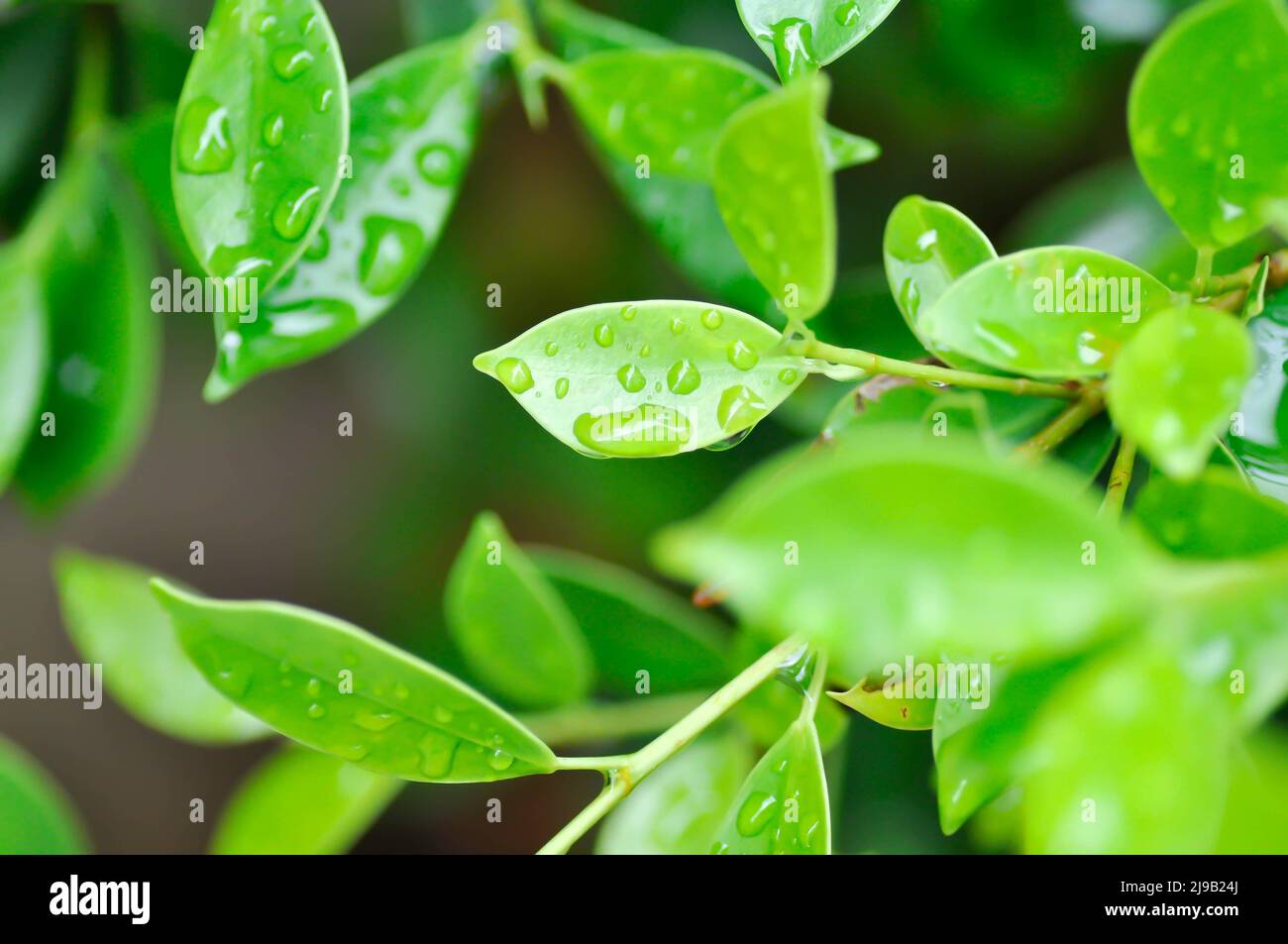 banyan tree or Ficus annulata or ficus bengalensis , MORACEAE tree and ...