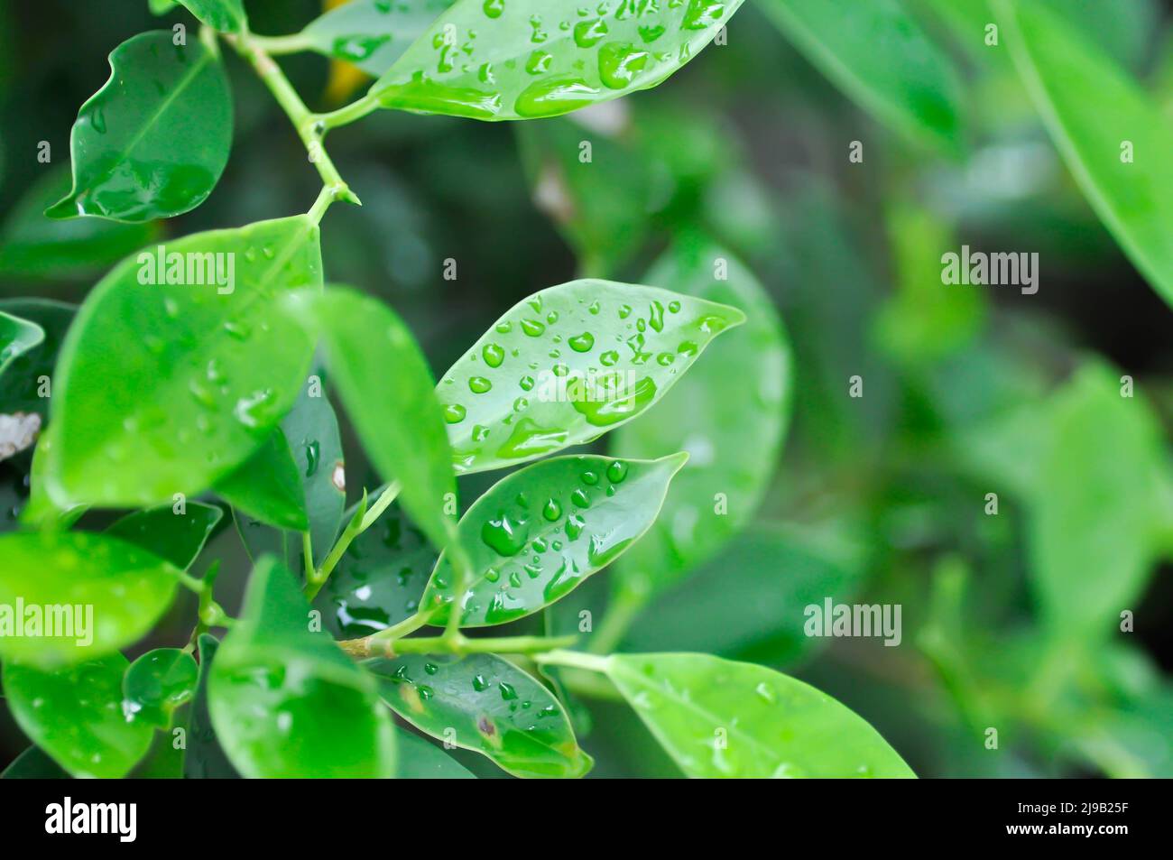 banyan tree or Ficus annulata or ficus bengalensis , MORACEAE tree and ...
