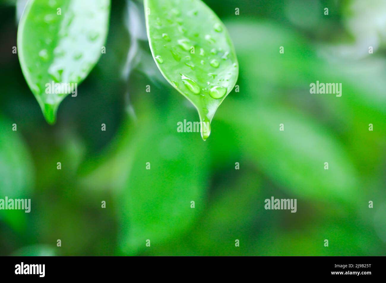 banyan tree or Ficus annulata or ficus bengalensis , MORACEAE tree and ...