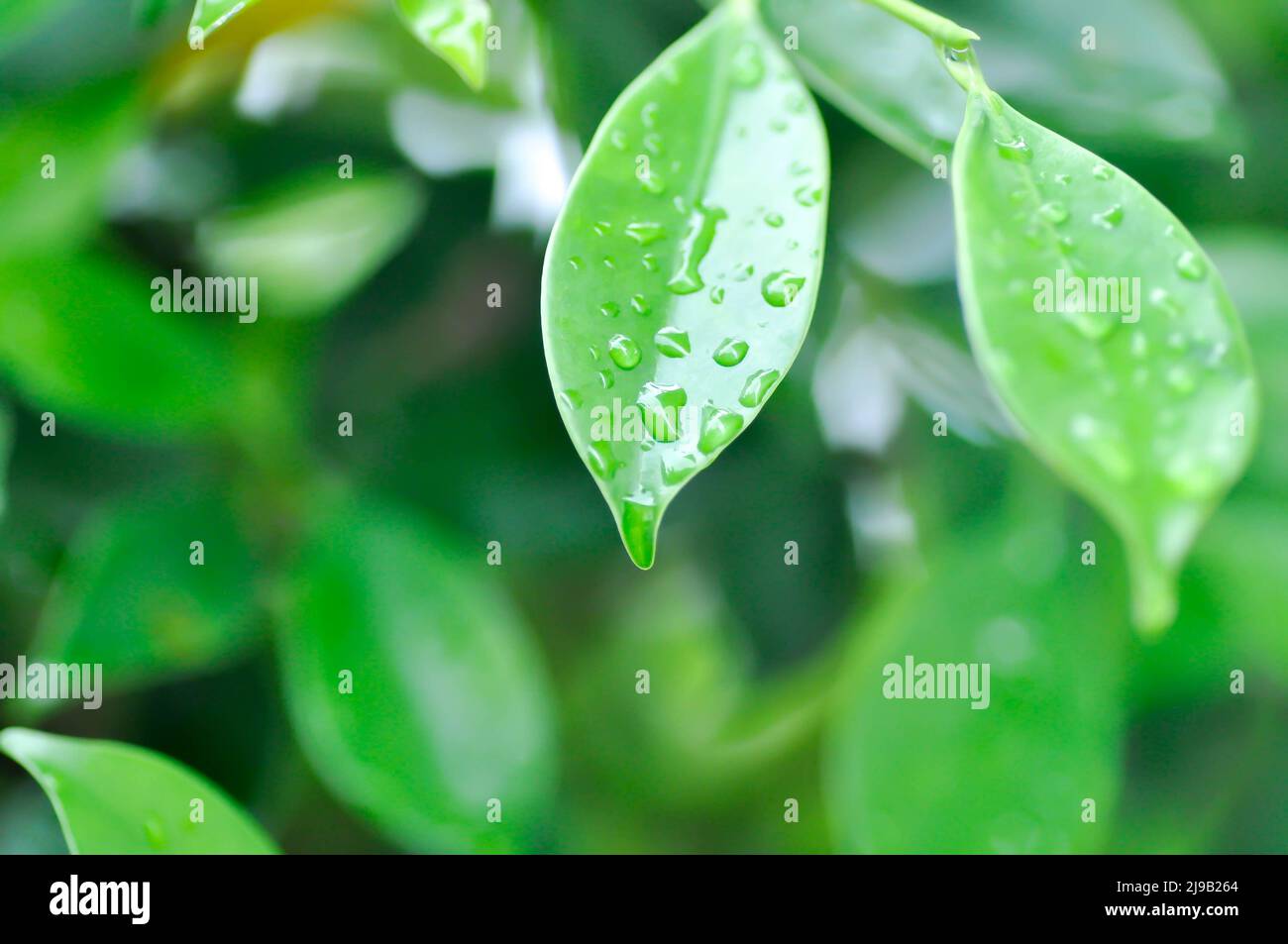 banyan tree or Ficus annulata or ficus bengalensis , MORACEAE tree and ...