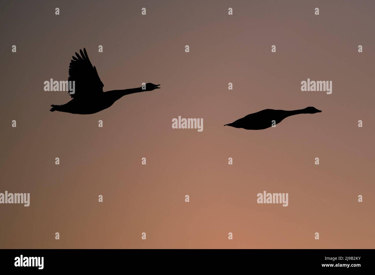 Wedge of geese hi-res stock photography and images - Alamy