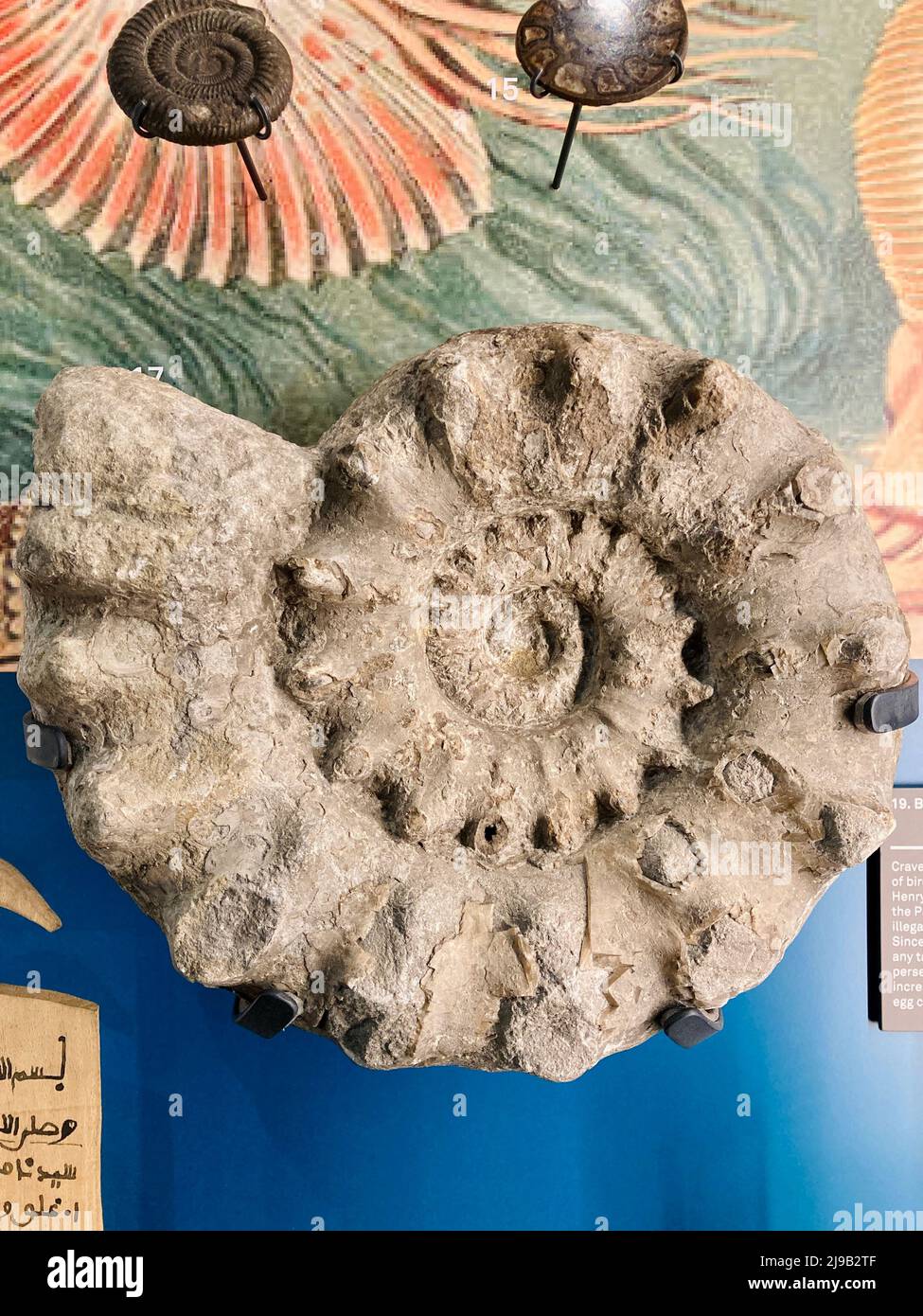 Ammonite or ammonoid fossil on display at the Craven Museum, Skipton ...