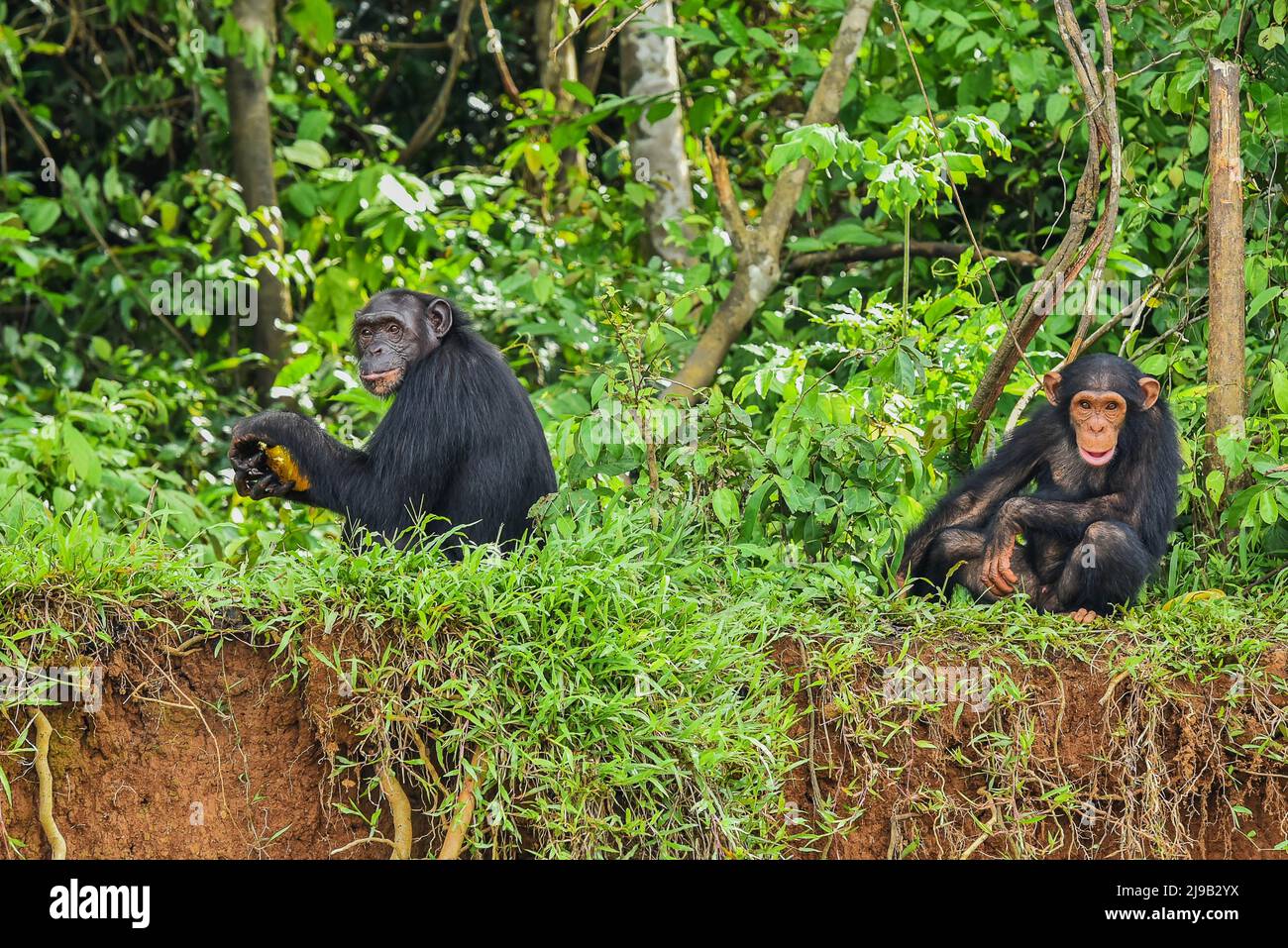 Littoral, Cameroon. 20th Apr, 2022. Chimpanzees are seen at the Douala ...
