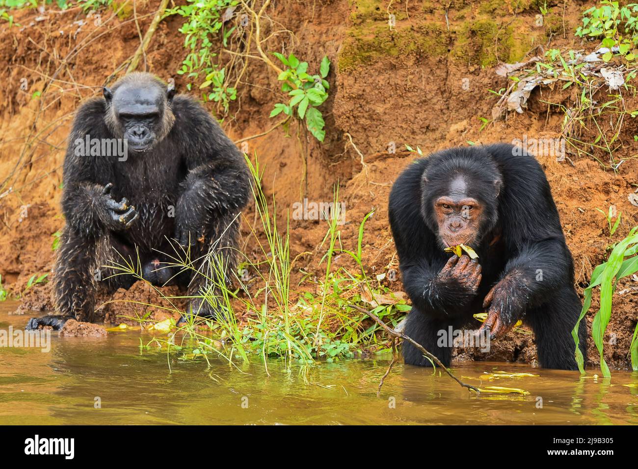 Littoral, Cameroon. 20th Apr, 2022. Chimpanzees eat bananas and ...
