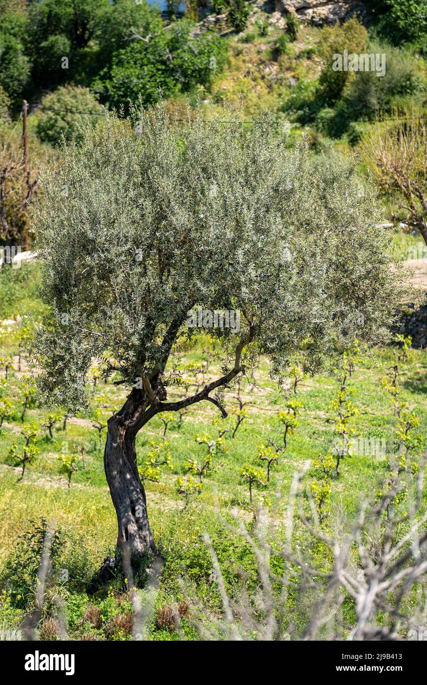 Big olive tree and background of a farm Stock Photo - Alamy