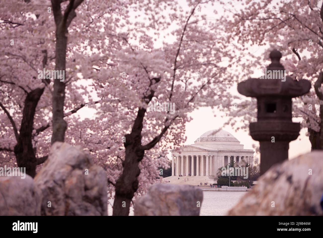 The Jefferson Memorial during the Cherry Blossom Festival. Washington, D.C. in USA Stock Photo ...