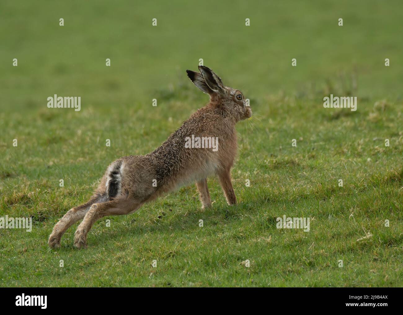 Hare brown (Lepus europaeus), stretching, Islay, Inner Hebrides Stock ...