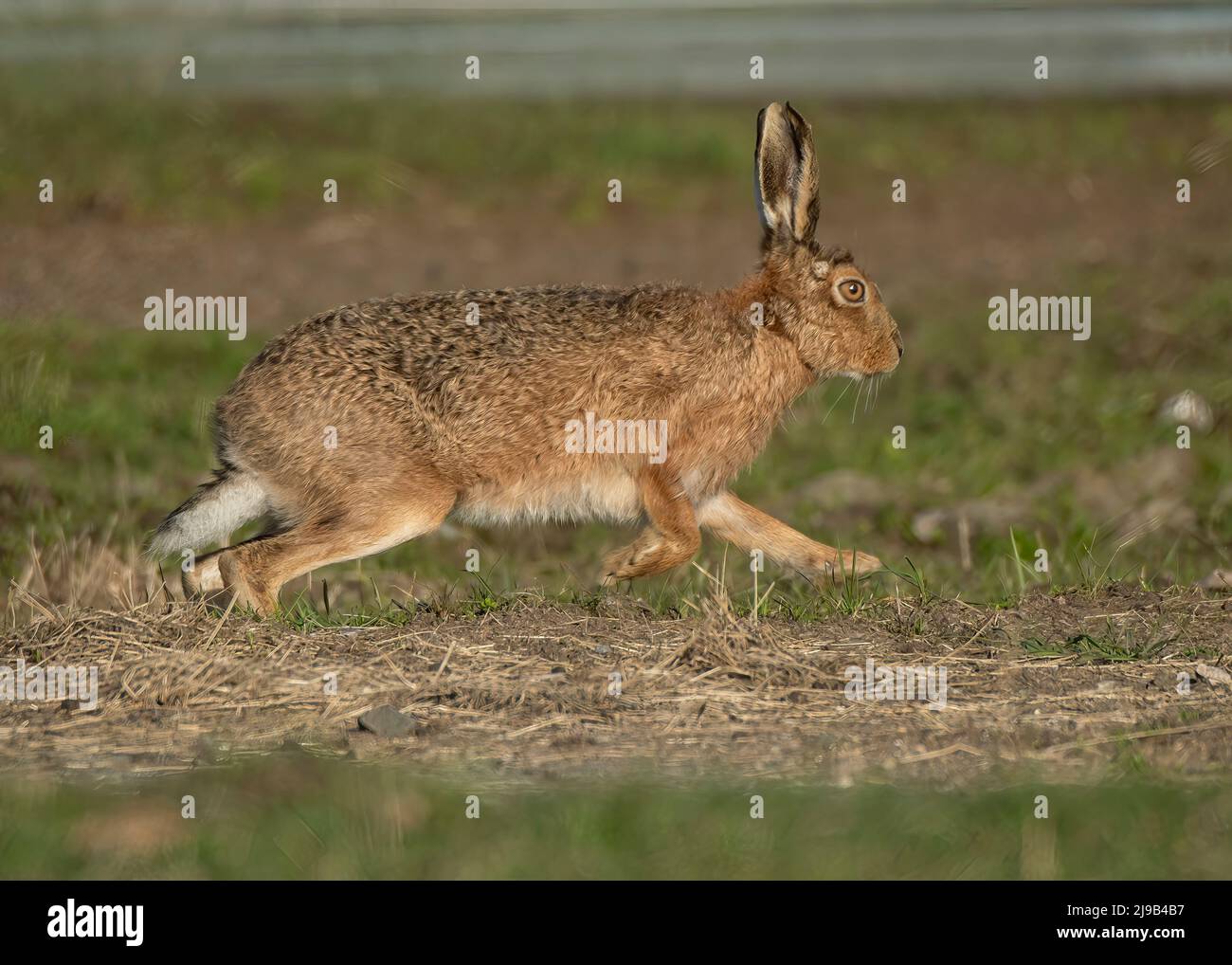 Hare brown (Lepus europaeus), running, Islay, Inner Hebrides Stock ...