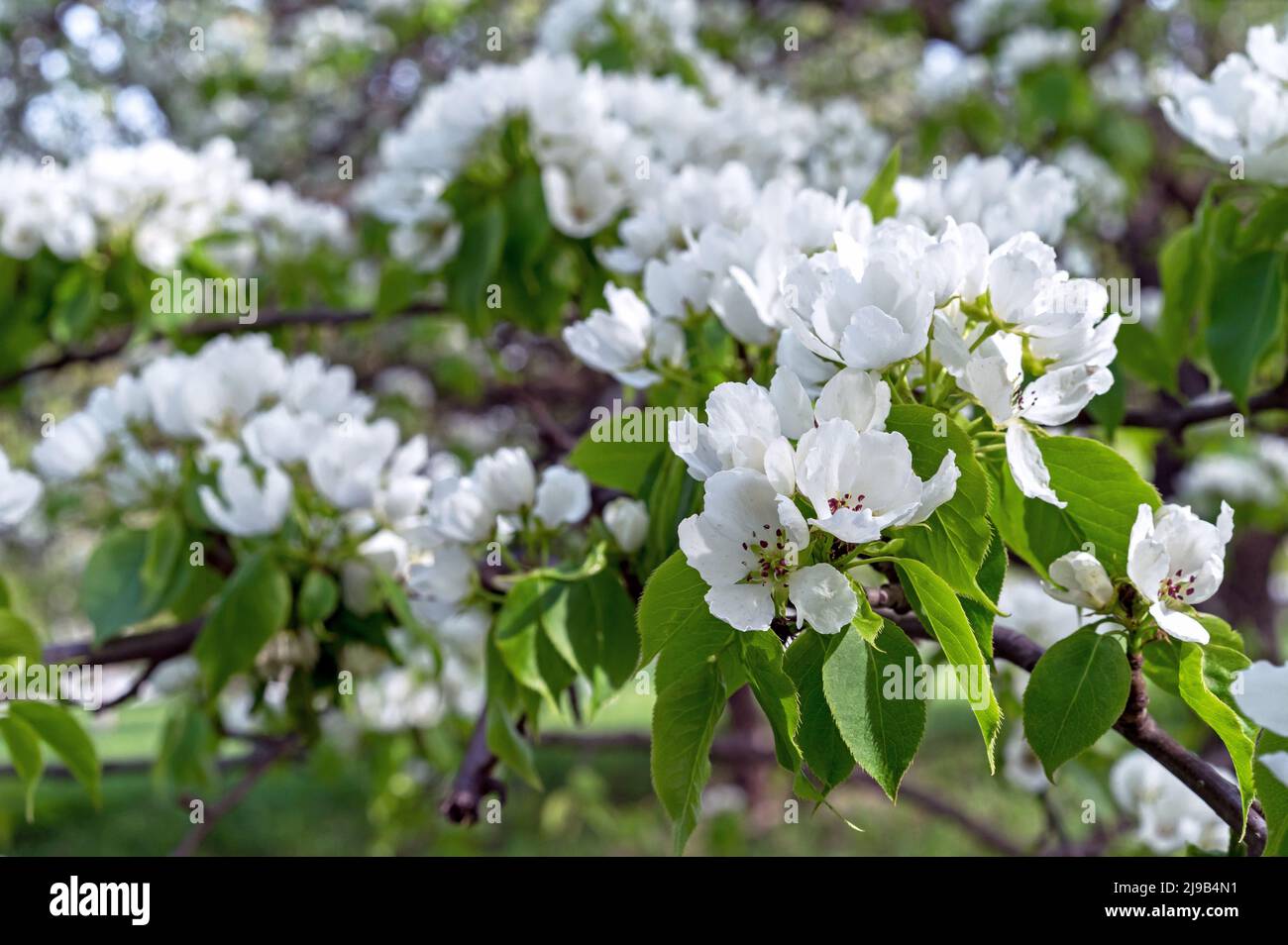 Flowering pear tree in spring garden. White pear flowers Stock Photo ...