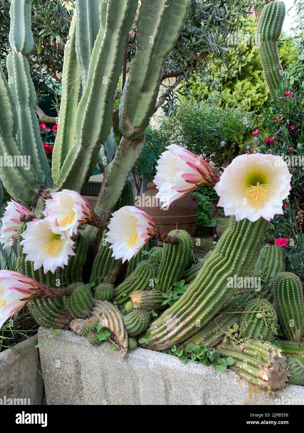 Beautiful blooming cactus flowers outdoor in the garden. Echinopsis ...