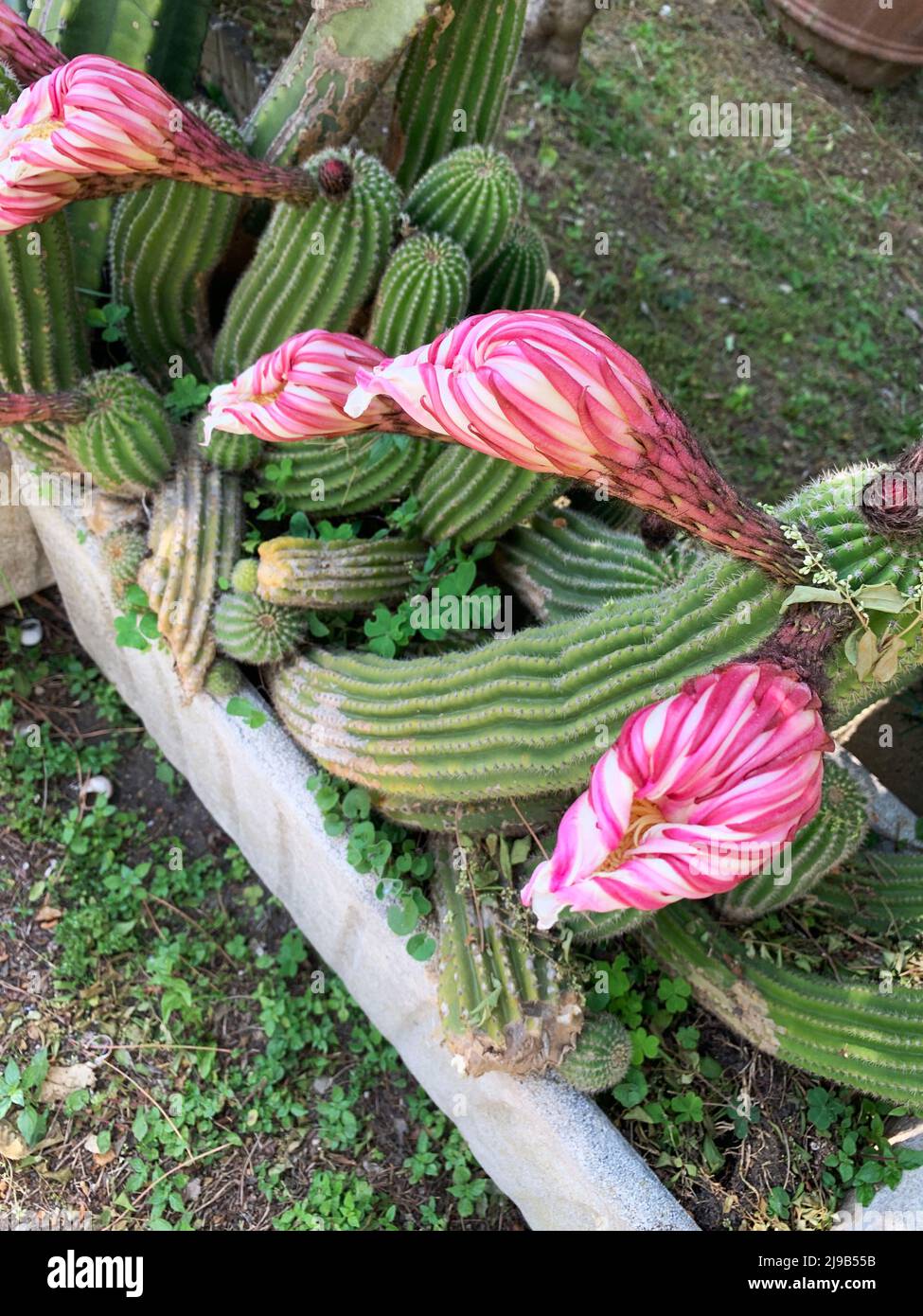 Beautiful blooming cactus flowers outdoor in the garden. Echinopsis ...