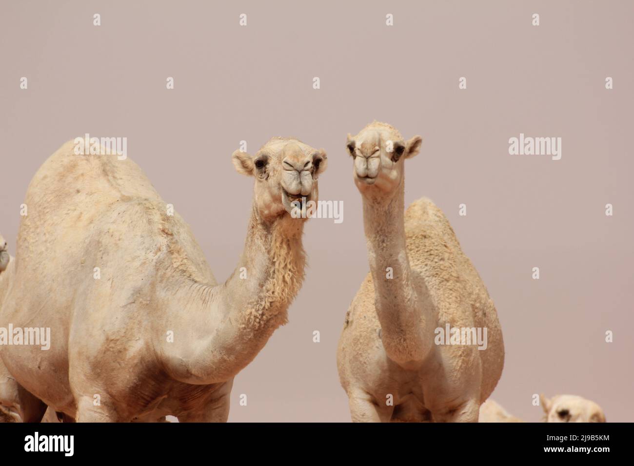 Camel milk middle east hi-res stock photography and images - Alamy