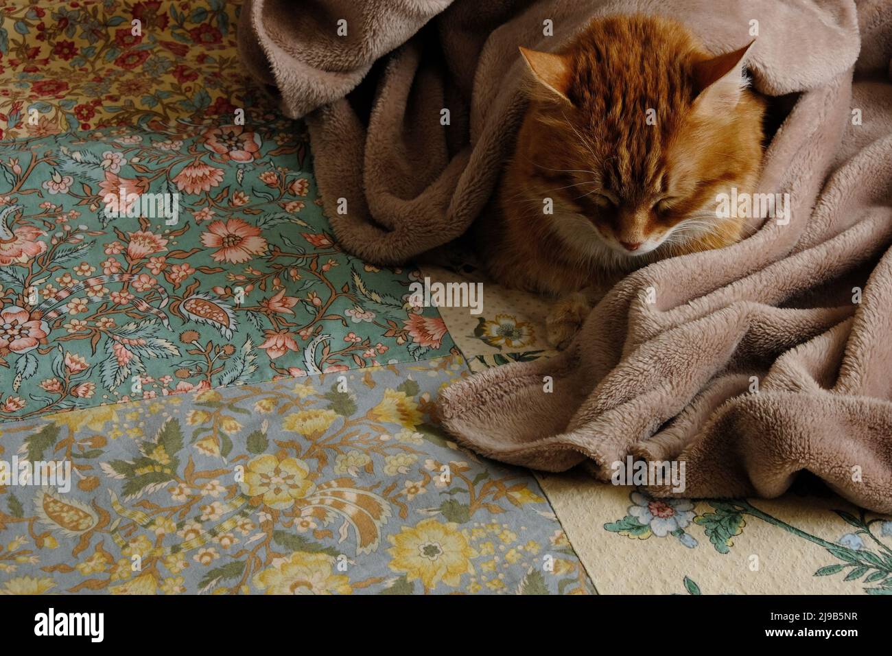 Sad cat bed hi-res stock photography and images - Alamy
