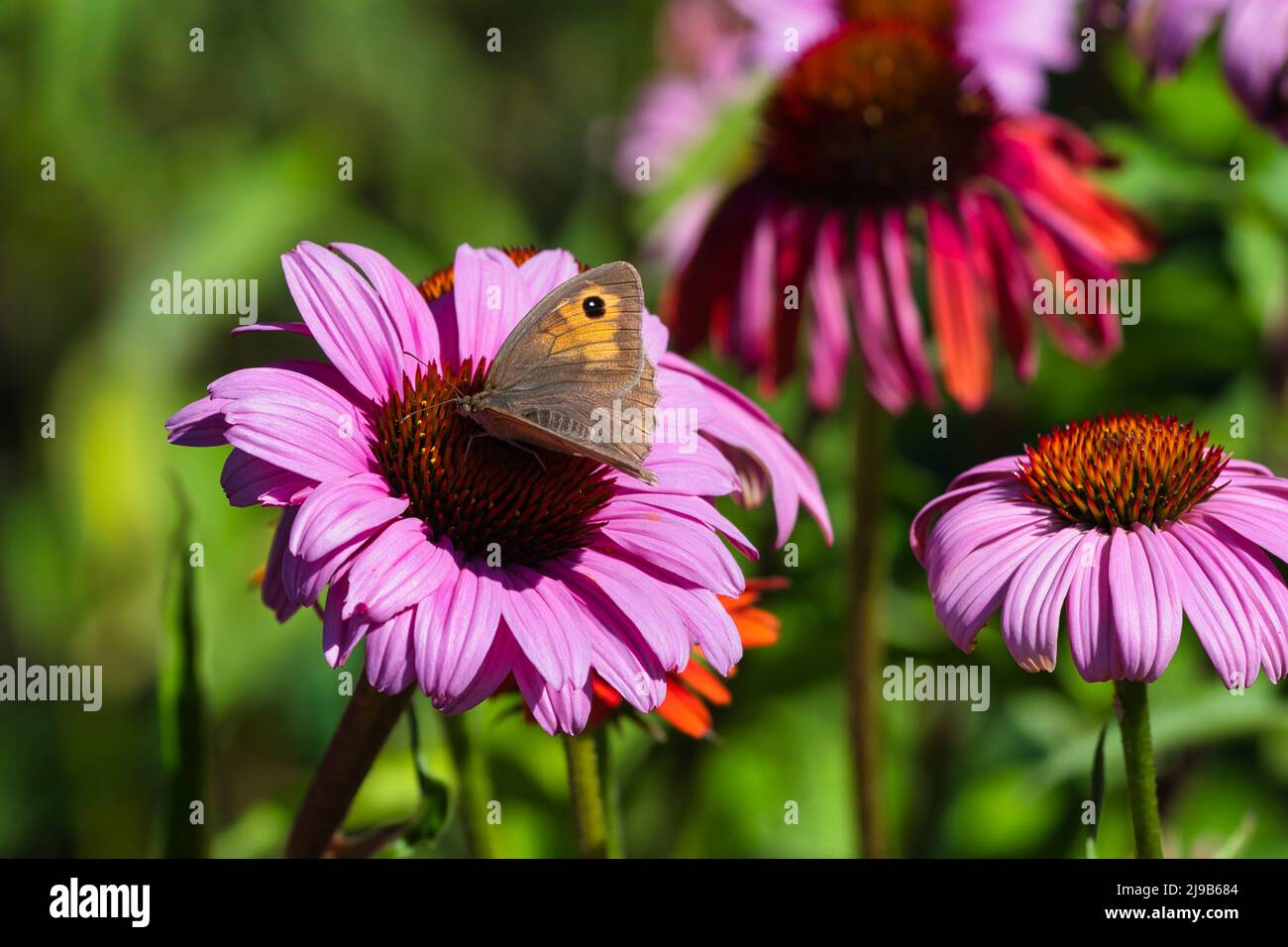 Half open wing hi-res stock photography and images - Alamy