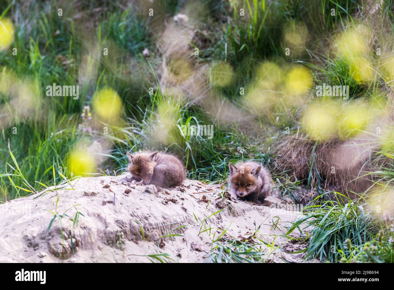 A few weeks old red fox puppies in front of their burrow, waiting for ...