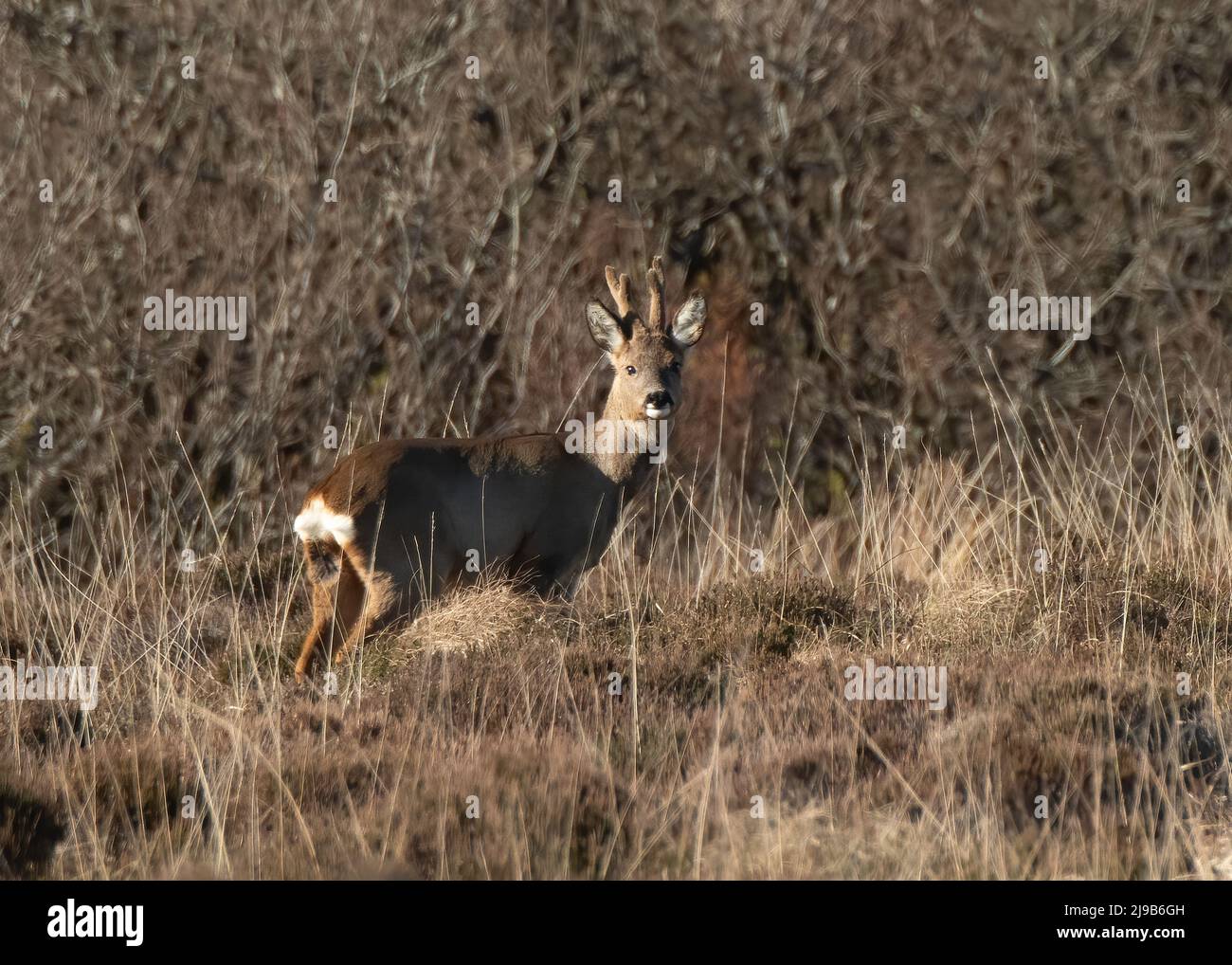 Deer Roe (Capreolus capreolus), buck, Loch Gorm, Islay, Inner Hebrides ...