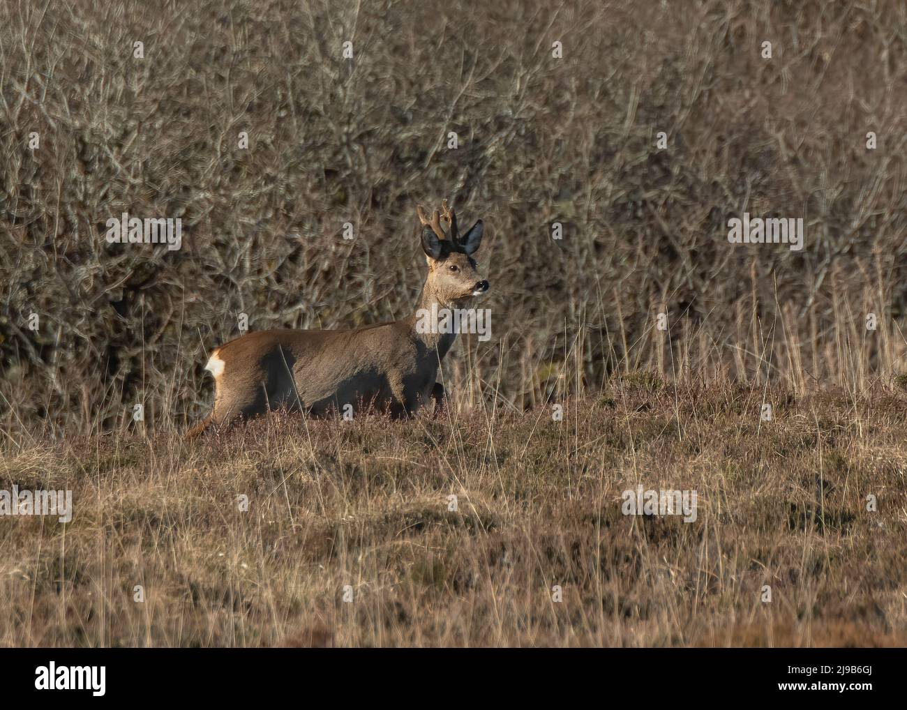 Deer Roe (Capreolus capreolus), buck, Loch Gorm, Islay, Inner Hebrides ...