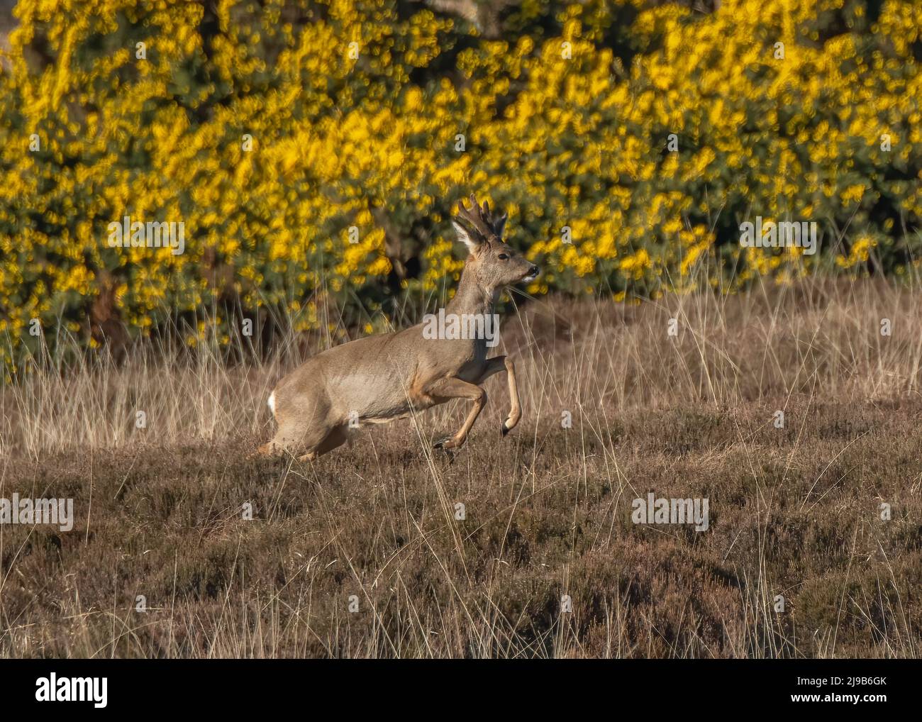 Deer Roe (Capreolus capreolus), buck running past gorse bush, Loch Gorm ...