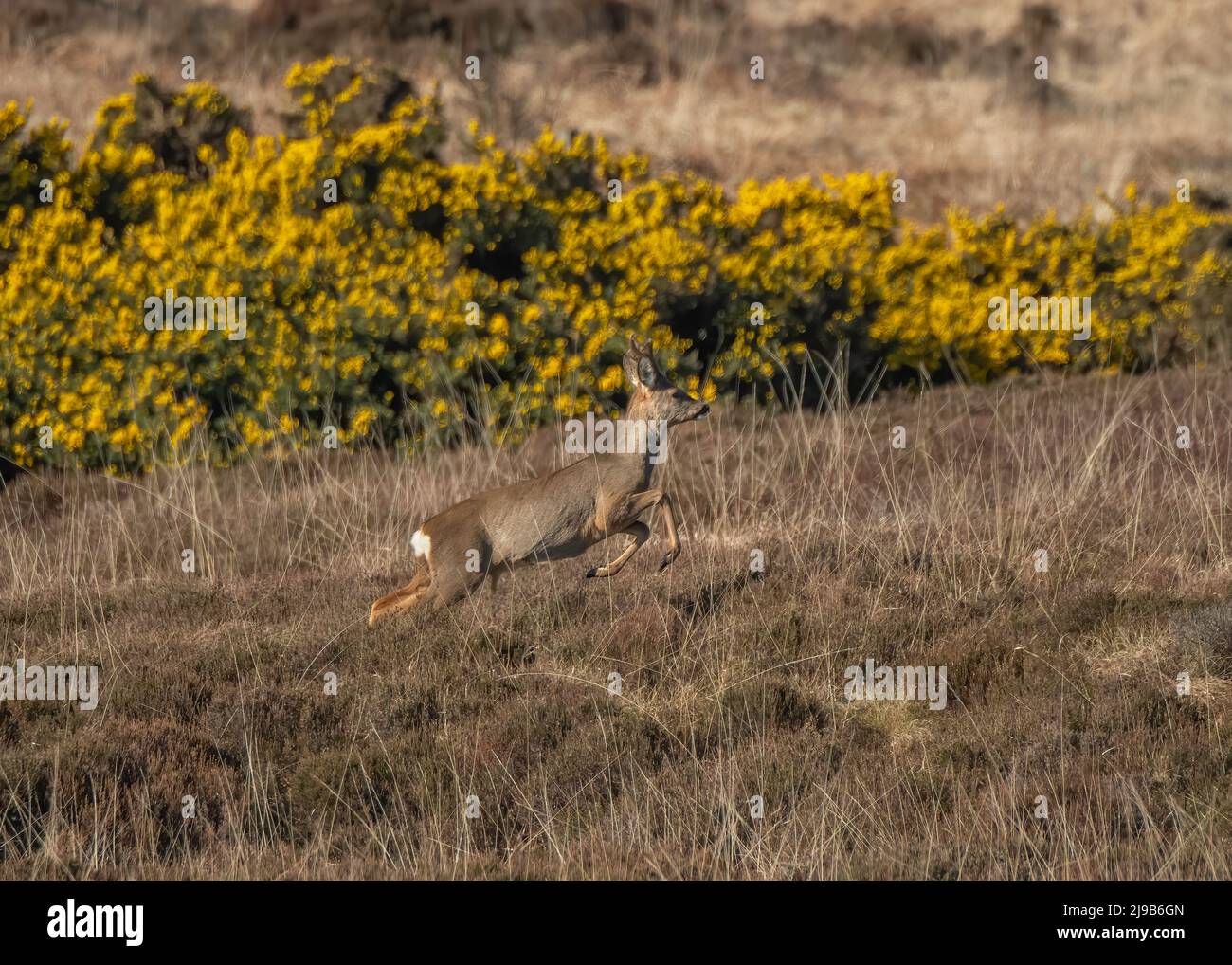 Deer Roe (Capreolus capreolus), buck running past gorse bush, Loch Gorm ...