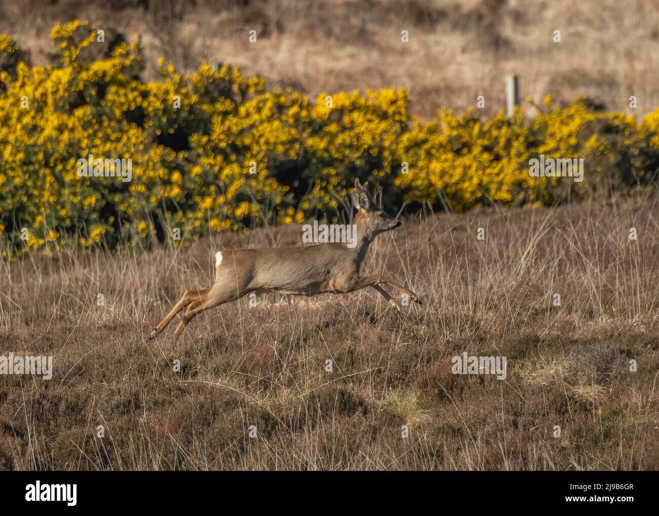 Deer Roe (Capreolus capreolus), buck running past gorse bush, Loch Gorm ...