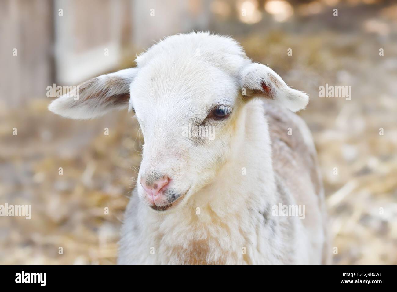 Baby lamb black face hi-res stock photography and images - Alamy