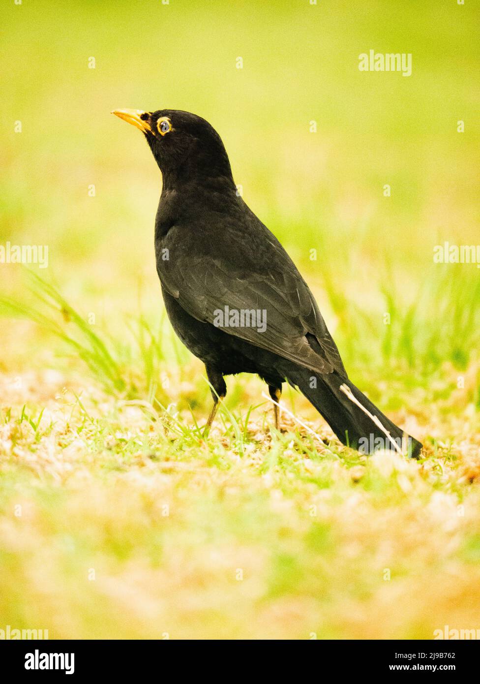 Spiegelreflex hi-res stock photography and images - Alamy