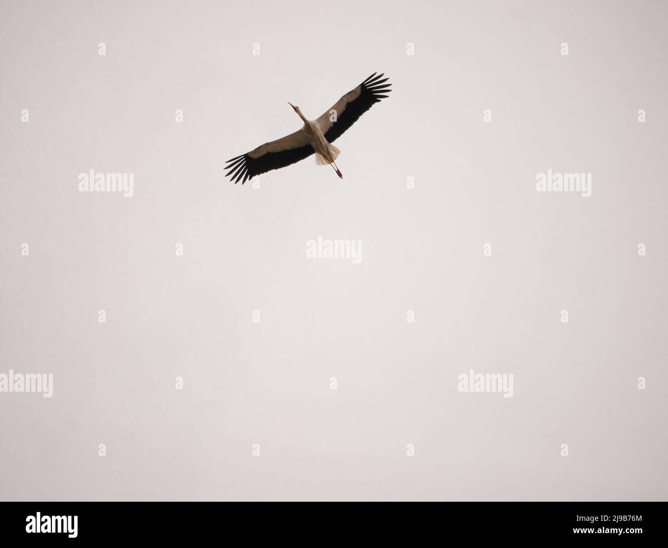 fliegender storch von unten Stock Photo - Alamy