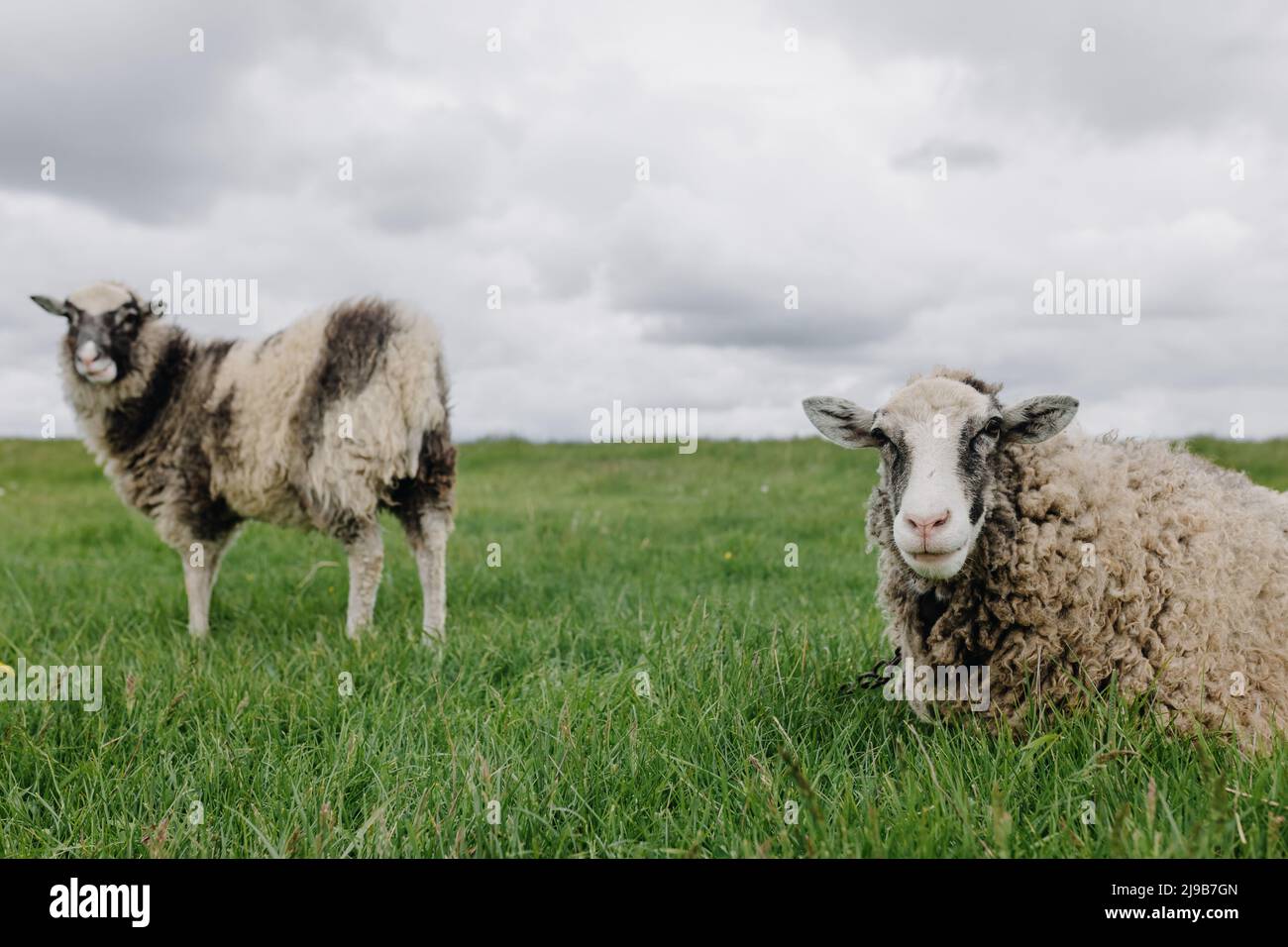 Sheep posing hi-res stock photography and images - Alamy