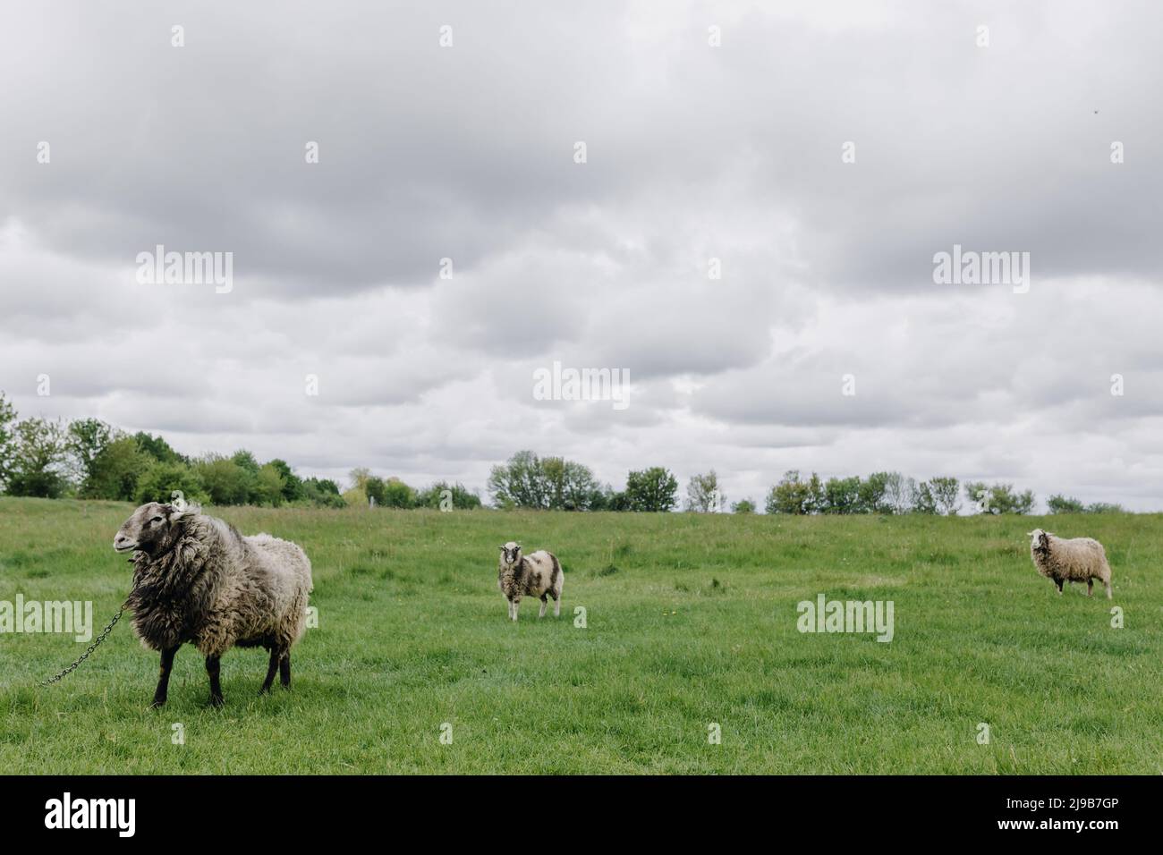 Fluffy sheeps hi-res stock photography and images - Alamy