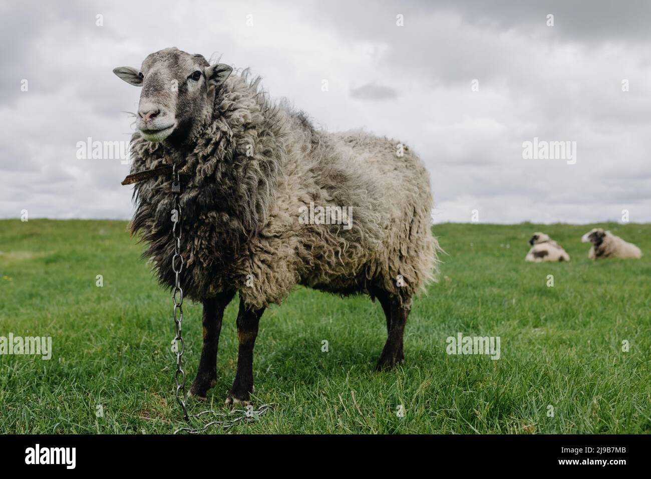 Sheep, group of sheep animals standing and eating on the grass. High ...