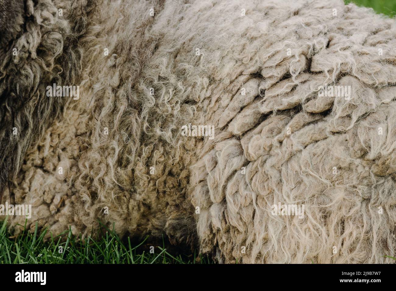 Sheep with grass texture hi-res stock photography and images - Alamy
