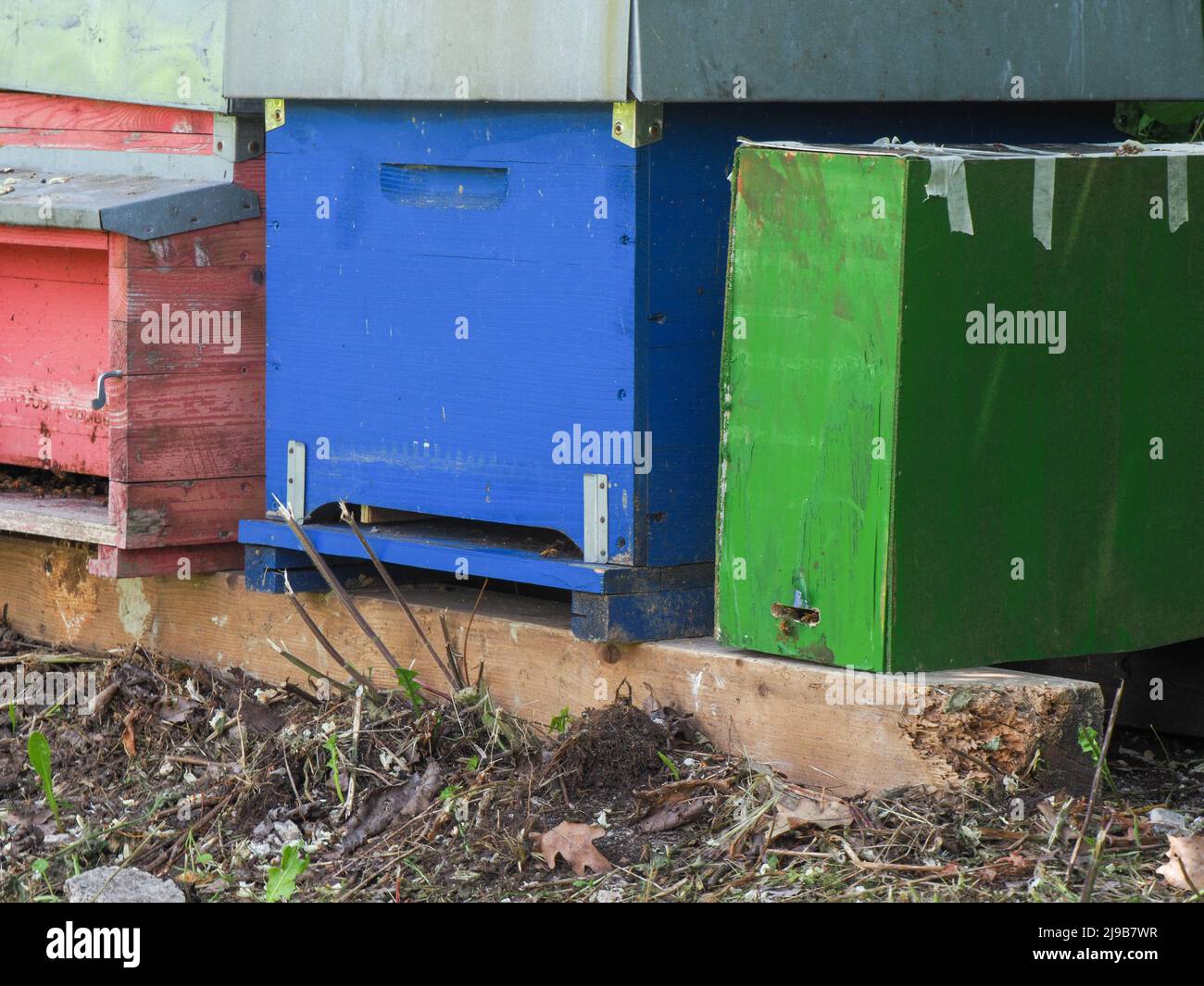 honey bees in their hives in spring time Stock Photo - Alamy