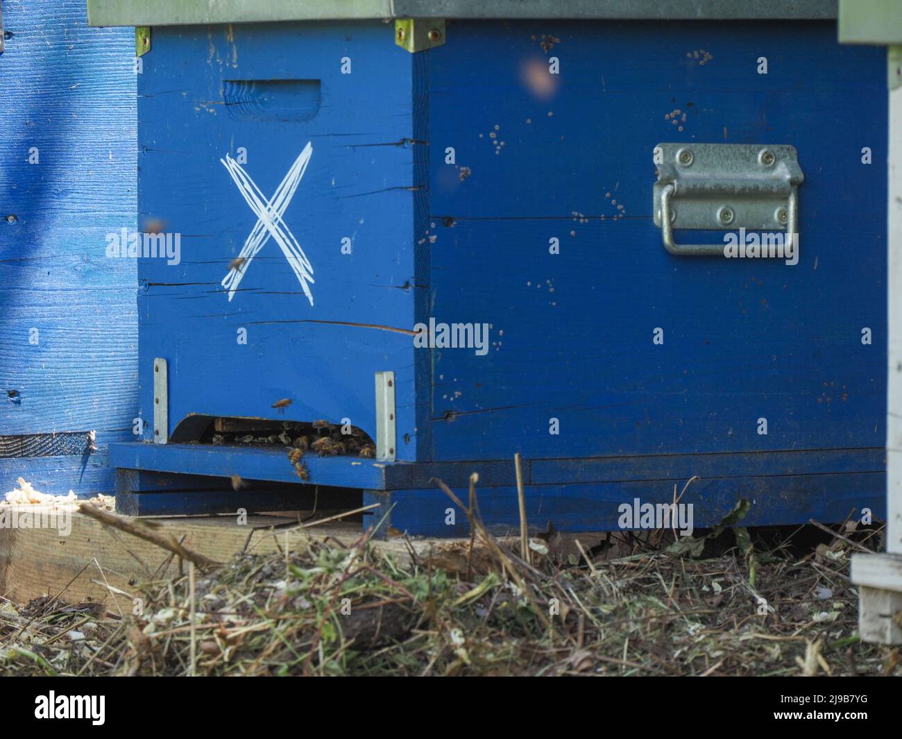honey bees in their hives in spring time Stock Photo - Alamy