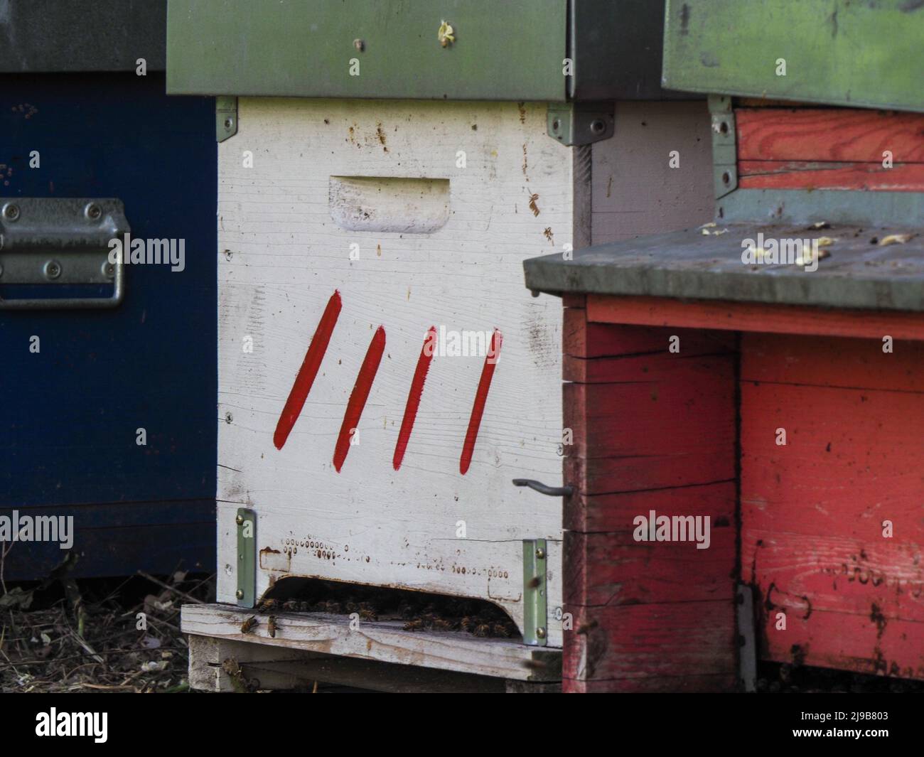 honey bees in their hives in spring time Stock Photo - Alamy