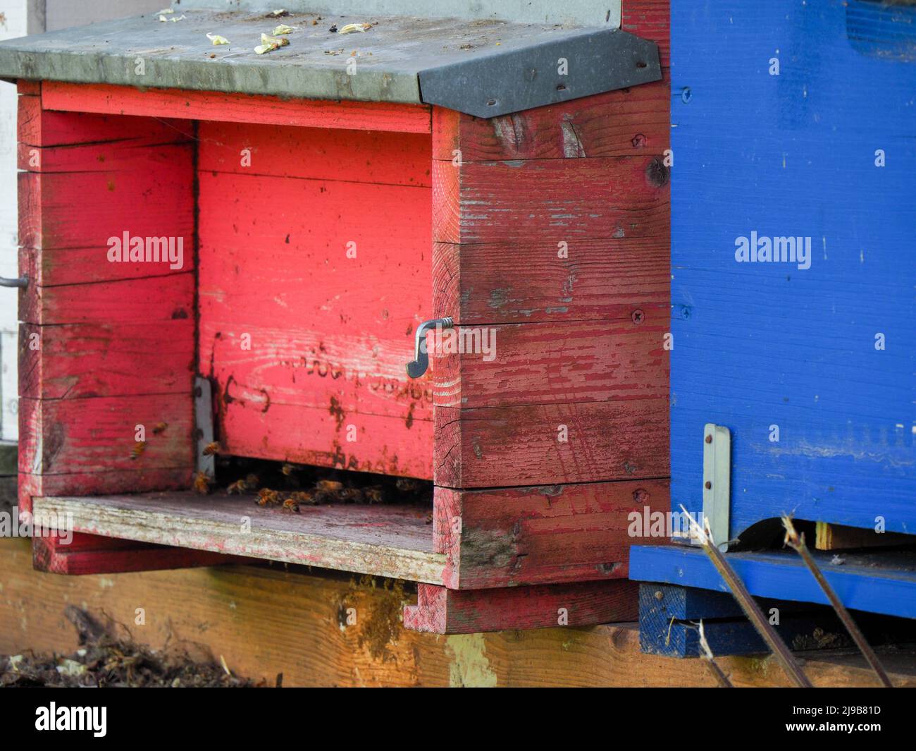 honey bees in their hives in spring time Stock Photo - Alamy