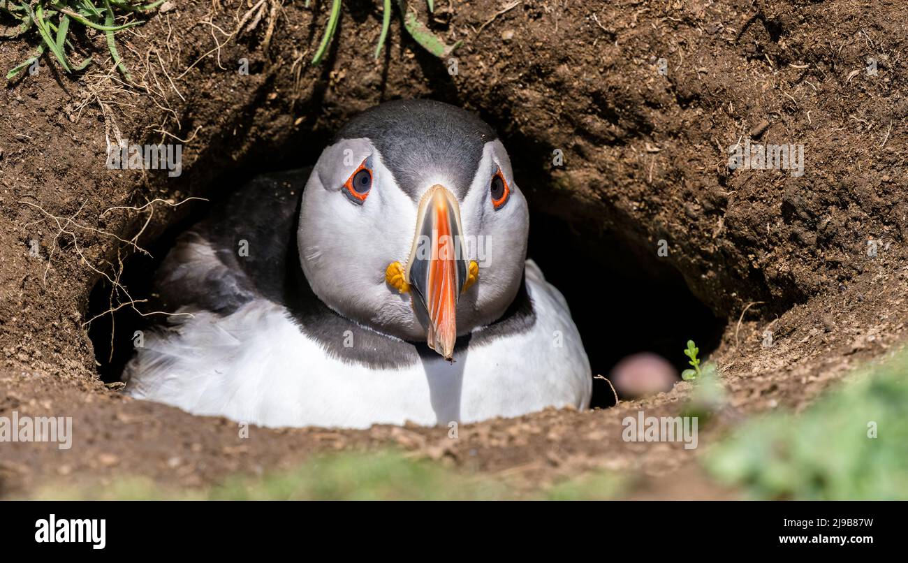 Atlantic puffin on Skomer Island off the coast of Pembrokeshire in mid ...