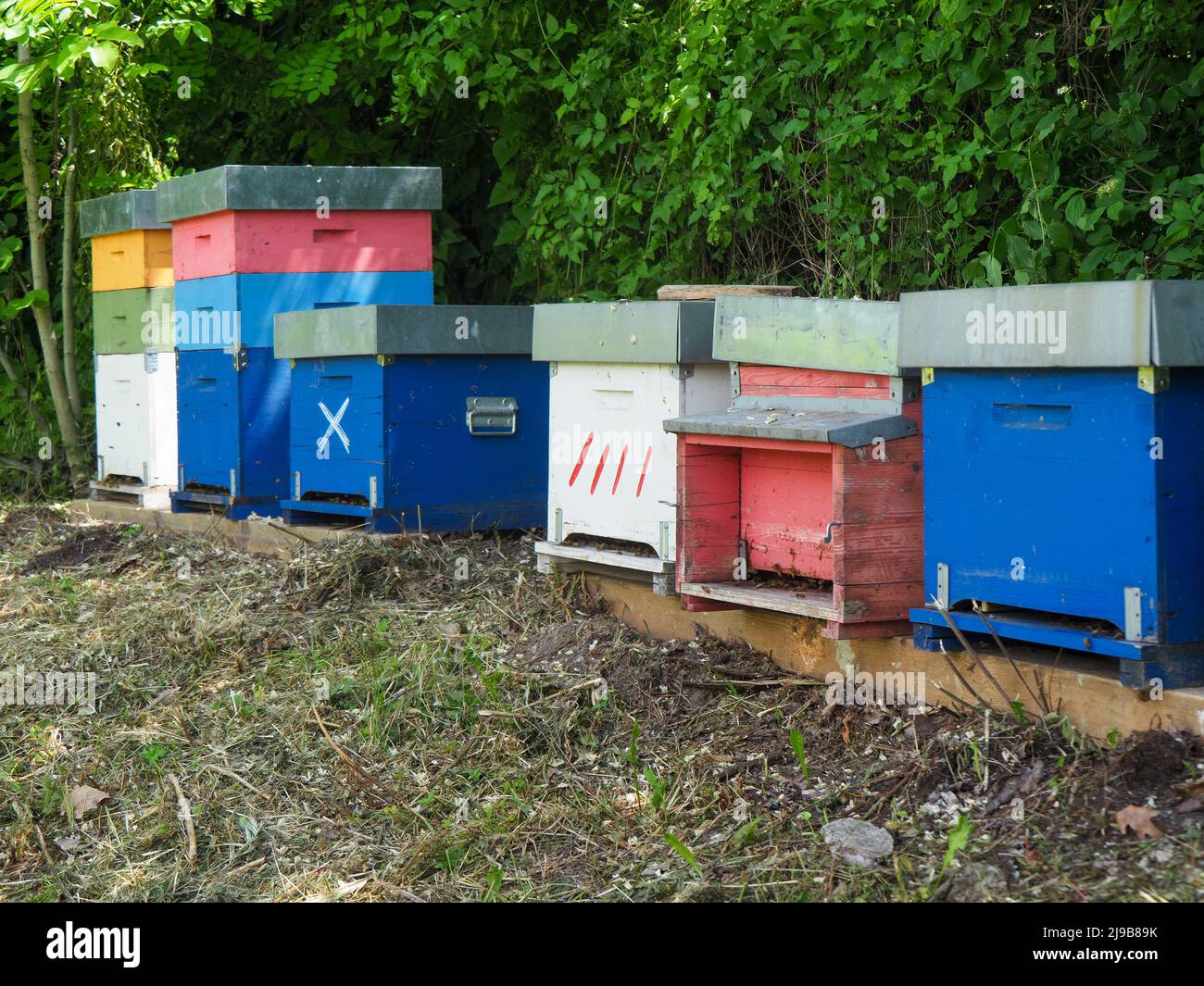 bees working and producing honey in a hive in a organic flower fields ...