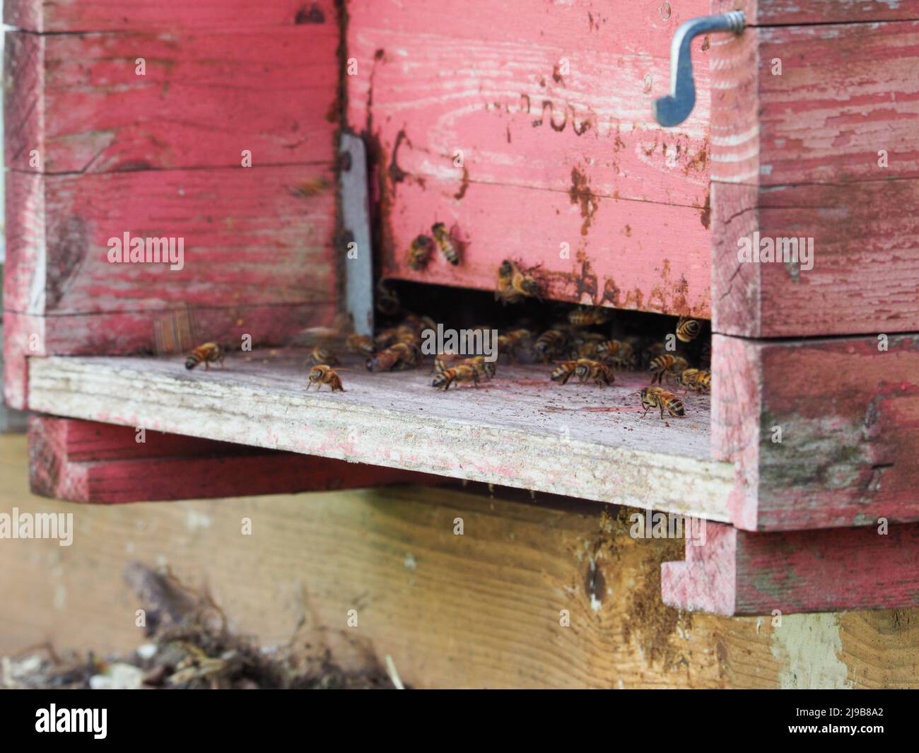 bees working and producing honey in a hive in a organic flower fields ...