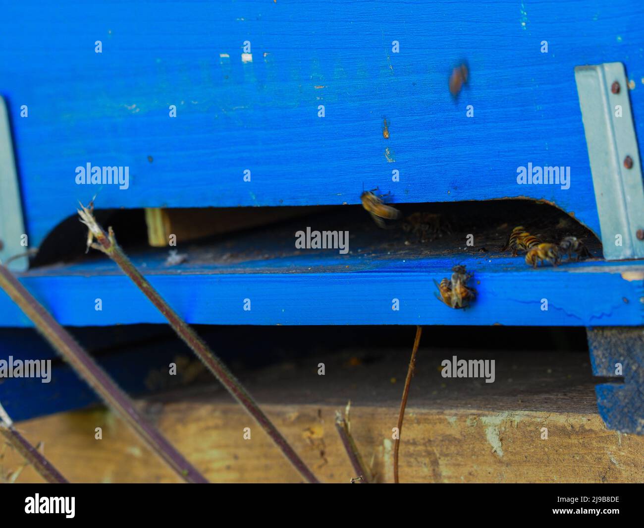 bees working and producing honey in a hive in a organic flower fields ...