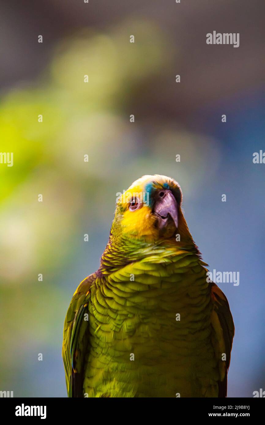 Yellow-naped amazon parrot (Amazona auropalliata Stock Photo - Alamy