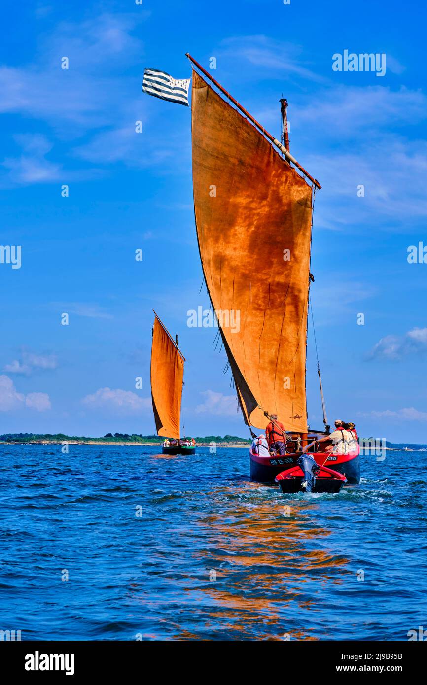 France, Morbihan, Gulf of Morbihan, old Sinagot rig sailing in the Gulf ...