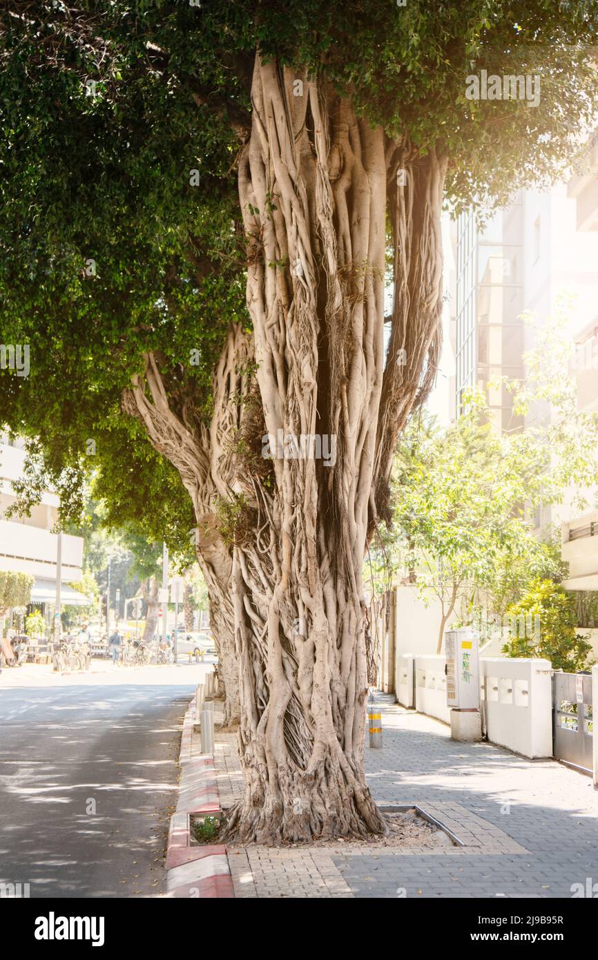 Large ficus tree with twisted roots on a shady Tel-Aviv street in a ...