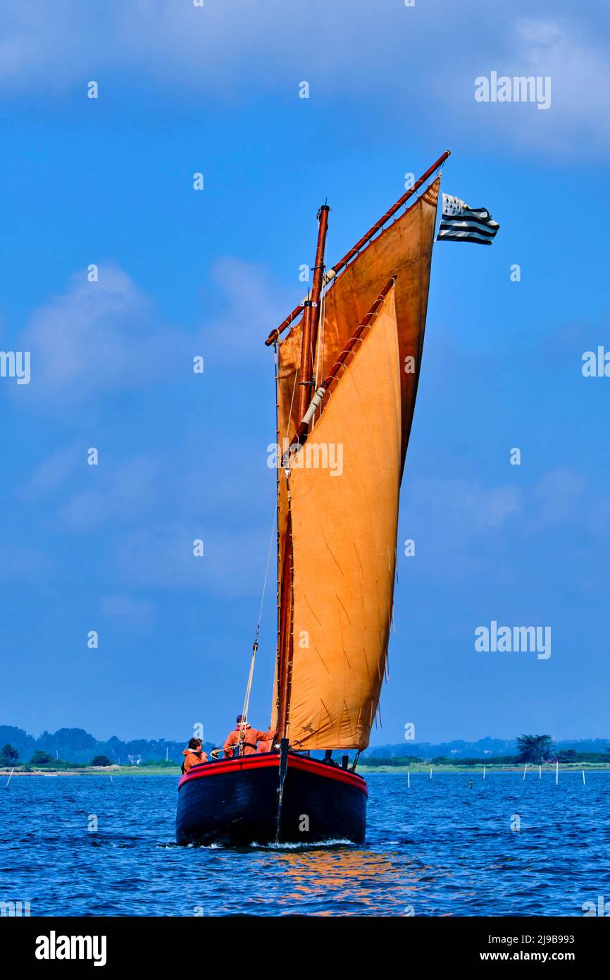France, Morbihan, Gulf of Morbihan, old Sinagot rig sailing in the Gulf ...