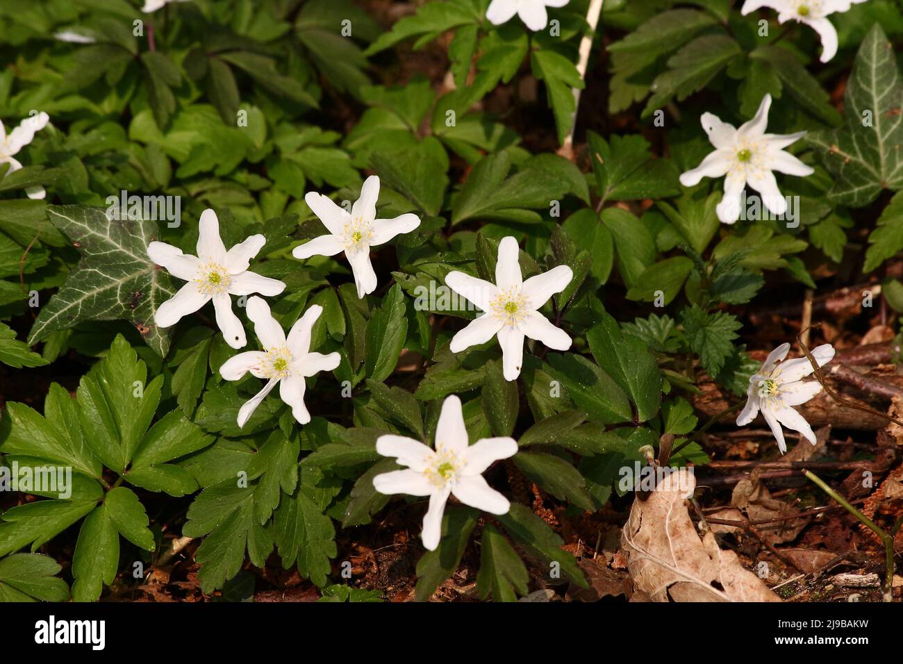 Wood anemone closeup in the sunshine spring flower in forrest beautiful ...