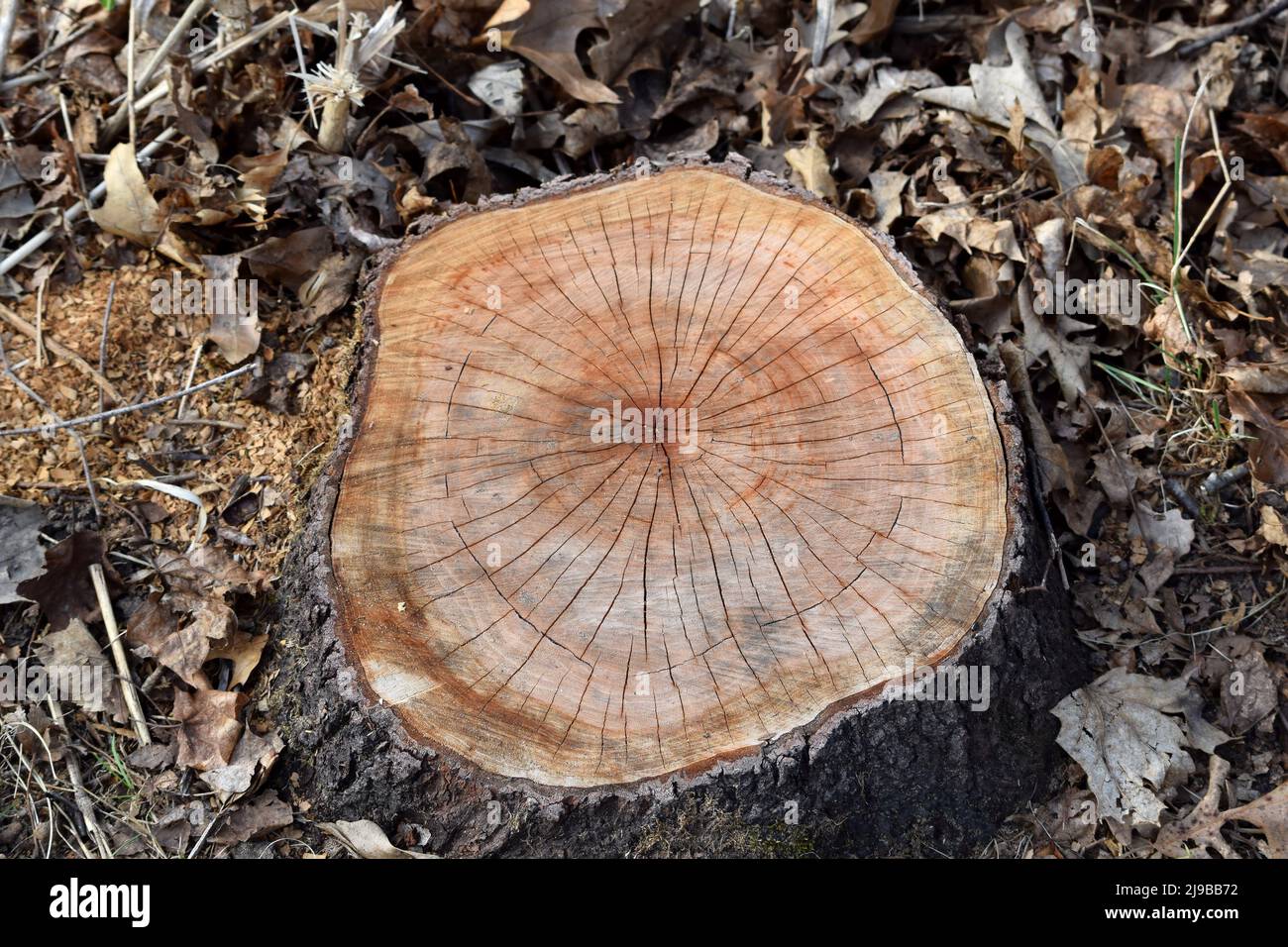A Close up of a freshly cut tree stump Stock Photo - Alamy