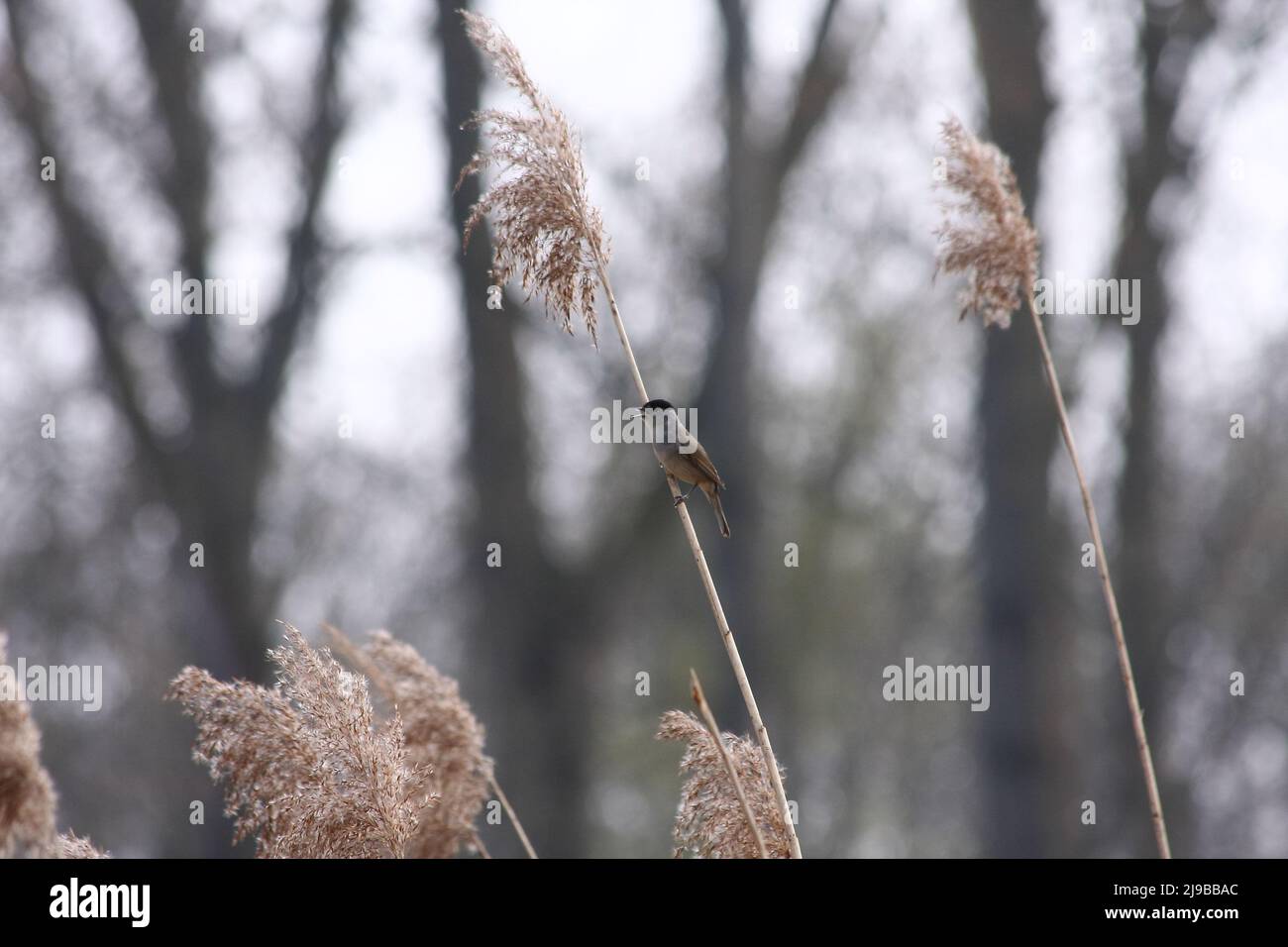 Blackcap sitting on the reed as a perch in a floodplain forrest singing ...